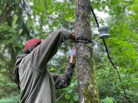 The Cooling Impact Of Trees In Cities Parkways