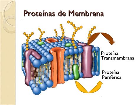 La Membrana Celular Y La Permeabilidad La Membrana Celular Y La Permeabilidad