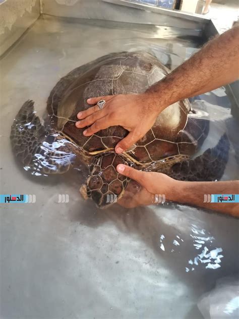 اسمها نادين إنقاذ سلحفاة مهددة بالانقراض في السويس