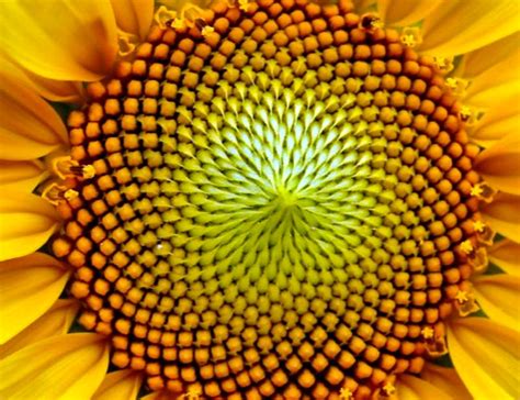 Calculus Single Variable Part 1 Functions Coursera