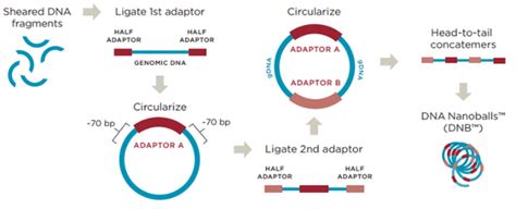 重测序专题（一） 一文了解测序技术的发展 知乎