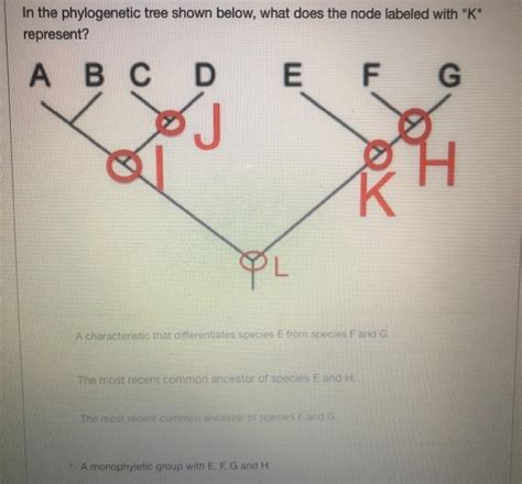 Solved In The Phylogenetic Tree Shown Below What Does The Chegg