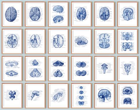 24 Neuroscience Art Posters Neurology Art Neurological System Drawing