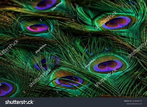 Rainbow Peacock Wallpaper