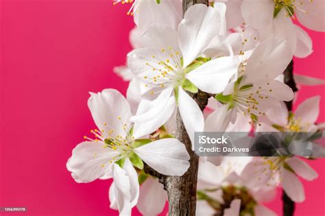 검은 색 배경에 꽃 아몬드 꽃 봄철 에 프루누스 둘시스 꽃의 사진 0명에 대한 스톡 사진 및 기타 이미지 0명 개발