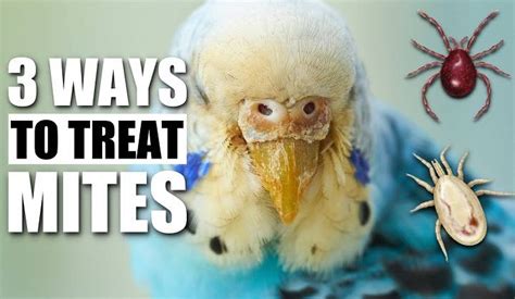 Banishing Bird Mites Effective Methods To Eliminate Infestations And