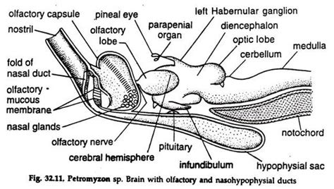 Lamprey External Features And Digestive System