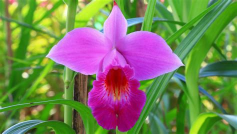 Orquídea Bambu Aprenda Como Cuidar E Plantar