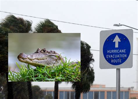 How Parks Prepped Alligators For Hurricane Ian Not Their First Rodeo