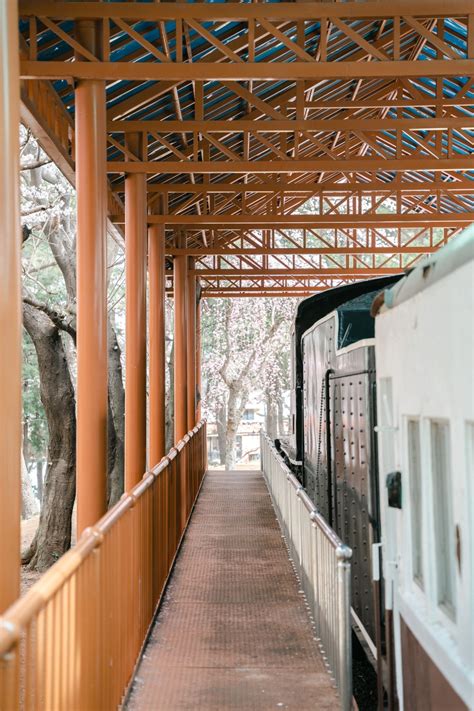 제주 벚꽃 명소 분홍빛으로 물든 제주 벚꽃 여행지 Best 5