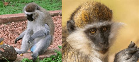 Nigeria Is Home To Seven Different Species Of Monkeys Nature Blog Network
