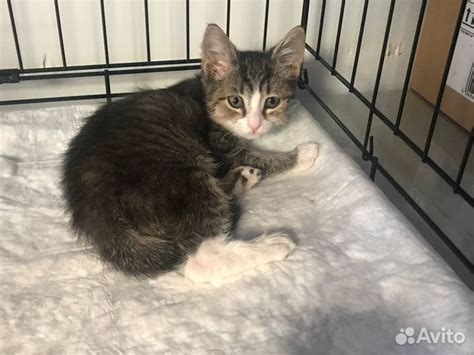 Котята в добрые руки купить в Нижнем Новгороде Животные и зоотовары