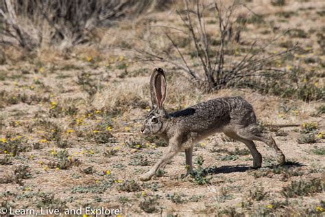 Joshua Tree National Park ~ Learn Live And Explore