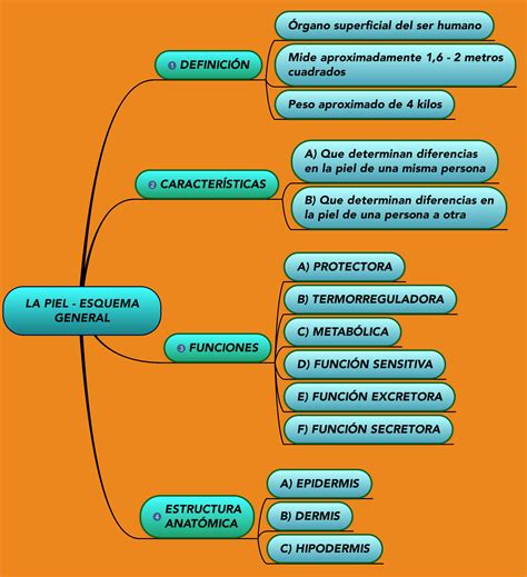 Anatomía De La Piel Epidermis Dermis Y Hipodermis