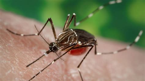 Canadian Mosquito Spread Of Zika Untested Health Cbc News