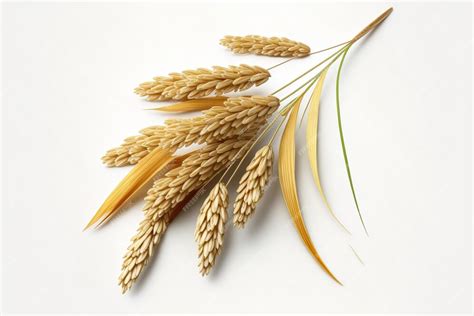 Premium Ai Image Rice Grain Ears Isolated On A White Backdrop
