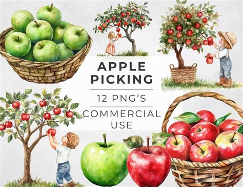 Apple Picking Clipart Watercolor Fall Orchard Png Digital Download