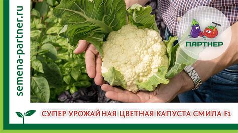 CУПЕРУРОЖАЙНАЯ ЦВЕТНАЯ КАПУСТА СМИЛЛА F1 - YouTube