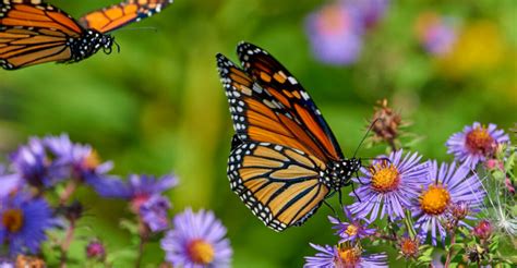What North Carolina Butterfly Gardens Need In April To Attract More