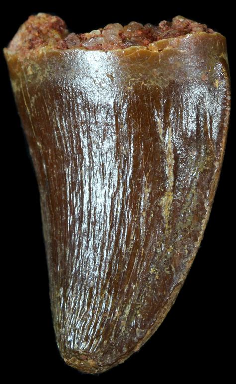 74 Cretaceous Fossil Crocodile Tooth Morocco For Sale 50269