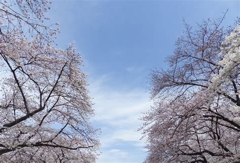 무료 이미지 나무 분기 겨울 하늘 화이트 꽃잎 서리 꽃 무늬의 봄 자연스러운 신선한 아시아 지독한
