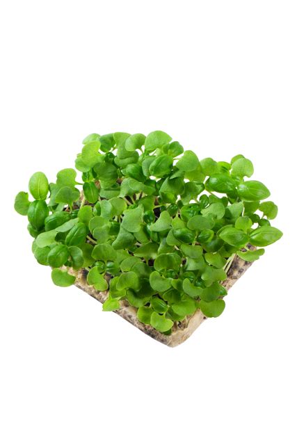 Basil Genovese Microgreens Punnet