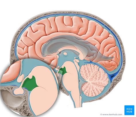 Quadrigeminal Cistern Cisterna Quadrigeminalis Kenhub