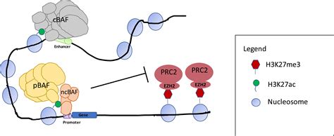 The Swi Snf Complex In Cancer — Biology Biomarkers And Therapy Pmc