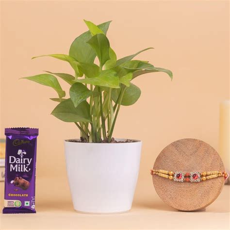 Money Plant In Red Pot With Stone Rakhi And Chocolate Winni