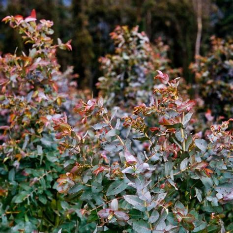 Messmate Stringybark Eucalyptus Obliqua Sequoia Valley Farms