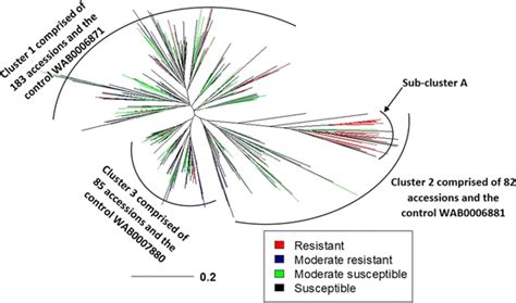 Uwnj Tree Cluster Analysis Showing Accessions Reaction To Blast Download Scientific Diagram