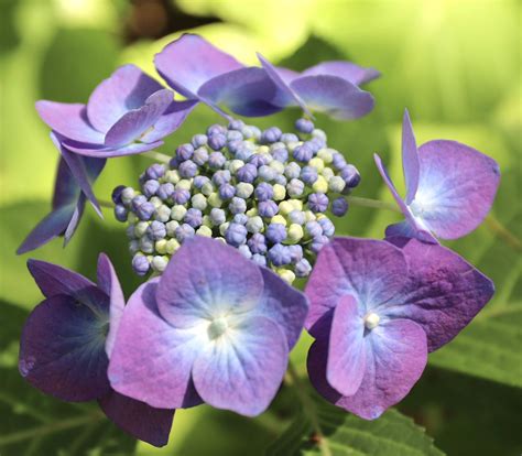 島 和太郎 On Twitter 💠͛アジサイ💠 花色は土壌の酸性度によって変化する事が知られている。酸性の土壌では青色が鮮やかになり