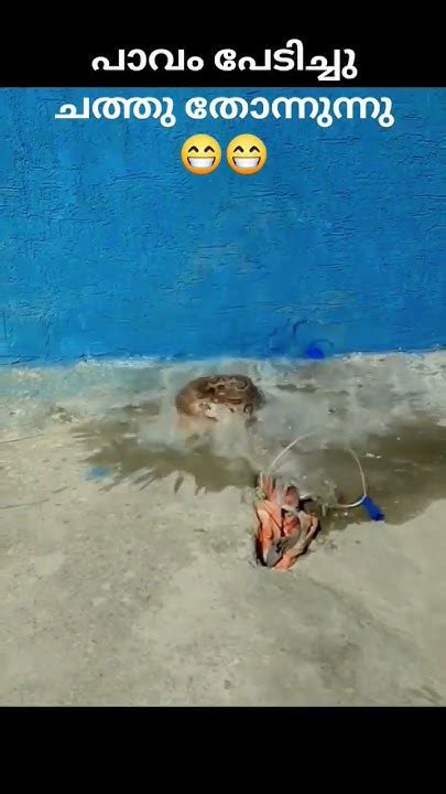 ഇനി കൊത്താൻ വാ തുറക്കില്ല 🐍😁 Youtube