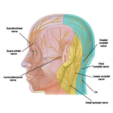 Medical Mnemonics Scalp Nerve Supply Mnemonic