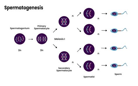 Diagramme De La Spermatogenèse Processus De Division Cellulaire