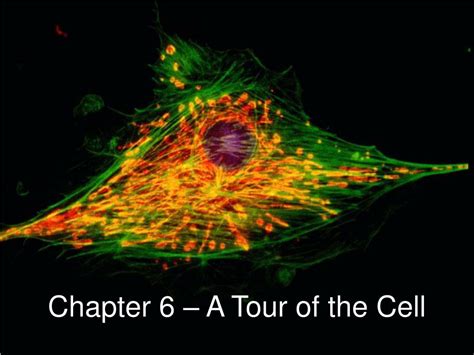 Ppt Chapter 6 A Tour Of The Cell Powerpoint Presentation Free