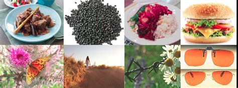 sample images from food detection dataset download scientific diagram