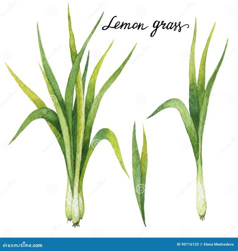Hand Drawn Watercolor Botanical Illustration Of Lemon Grass Stock