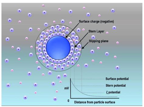 Schematic Representation Of The Two Layers Forming The Electric Double