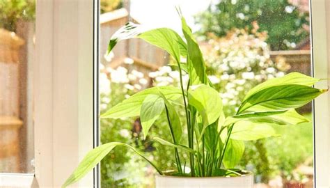 Is Sunlight Through A Window Direct Sunlight For Plants Simplify Plants