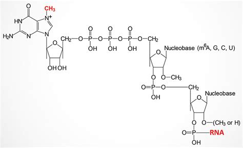 Mrna Molecular Structure