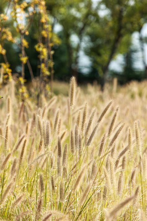 Khorasan Wheat People In Nature