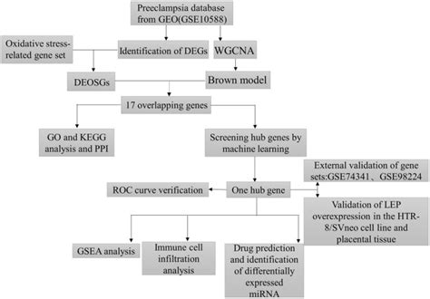 Identification And Validation Of Key Biomarkers Associated With Immune And Oxidative Stress For