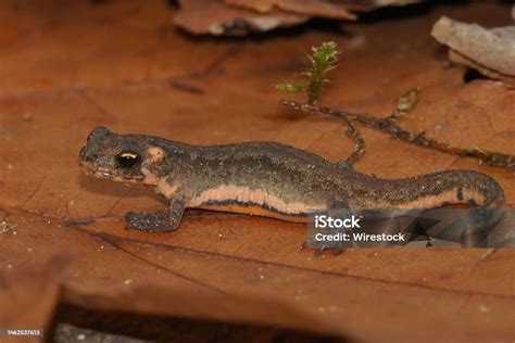 Detailed Closeup On A Juvenile Terrestrial Northern Banded Newt