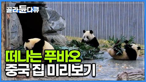 한국인의 사랑 듬뿍 받던 푸바오 곧 돌아갈 중국 집은 어떨까│워룽 중국 판다 공원│세계테마기행│ 골라듄다큐 Youtube