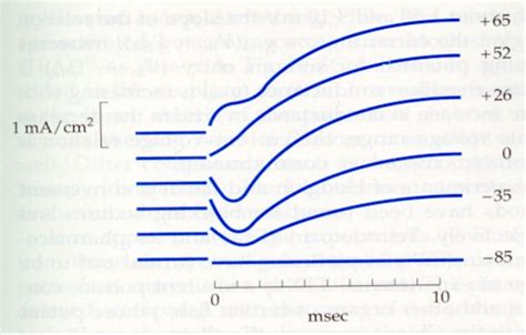 Solved 1 Explain What A Voltage Clamp Is 2 Provide An