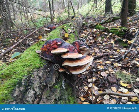 The Most Beautiful Ganoderma Stock Image Image Of Ganoderma Long