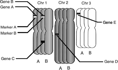 Illustration Of Homoeologous Genes Paralogous Genes And Genetic