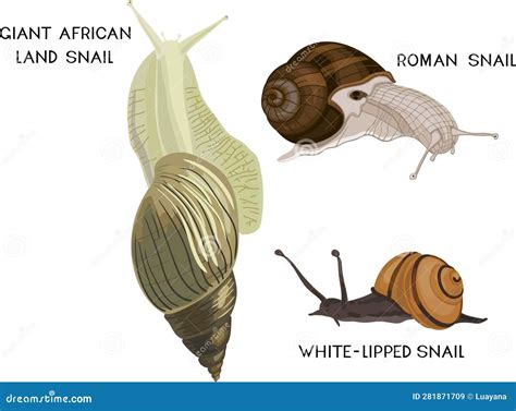 Giant African Land Snail Lissachatina Fulica With Epiphragm Vector