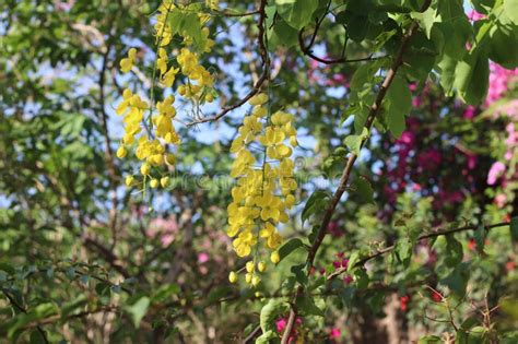 Blossomed Golden Shower Tree Or Kanikonna In Malayalam Stock Image